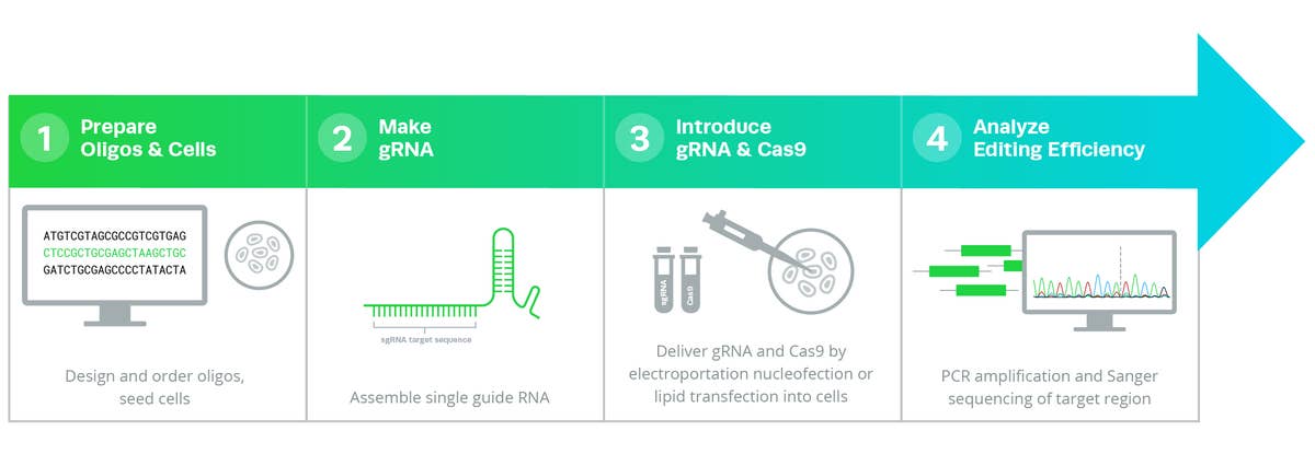Rnai Vs Crispr Guide To Selecting The Best Gene Silencing Method